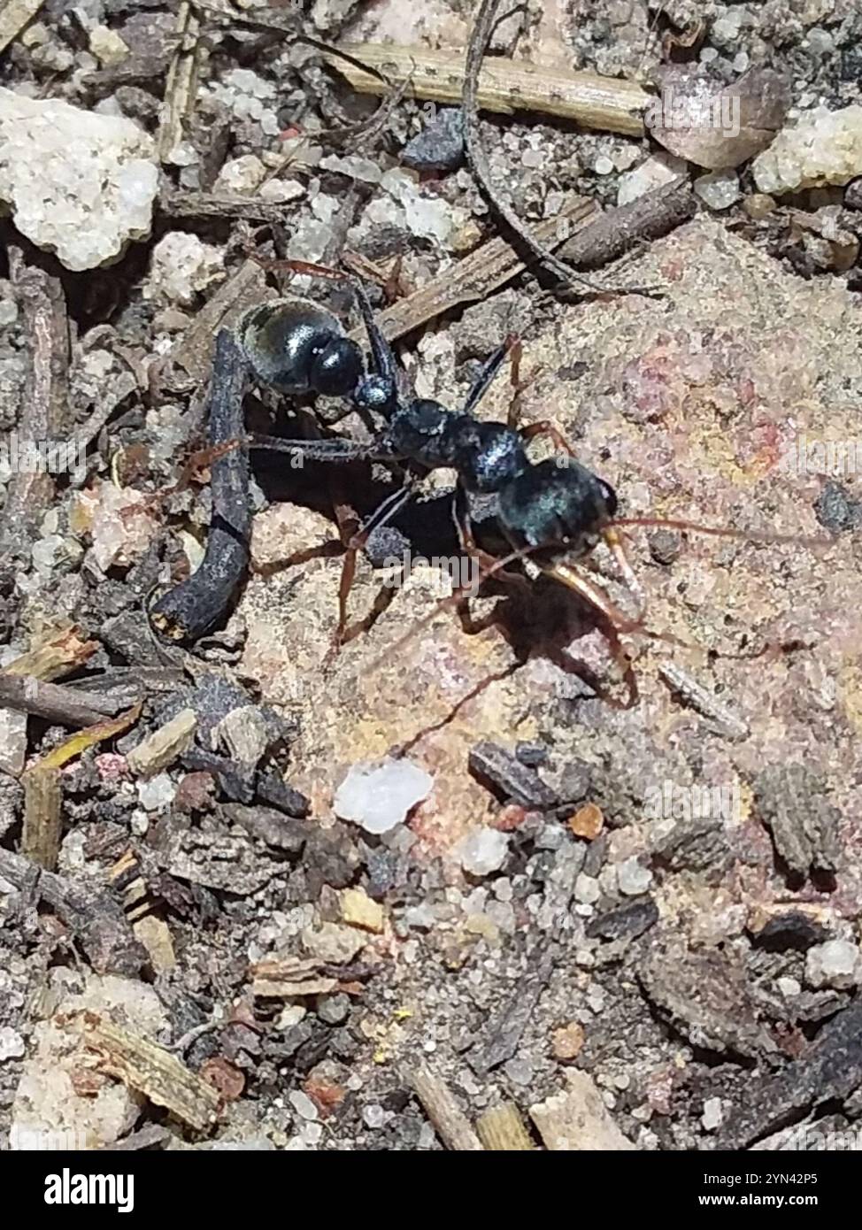 Jack jumper ant hi-res stock photography and images - Alamy