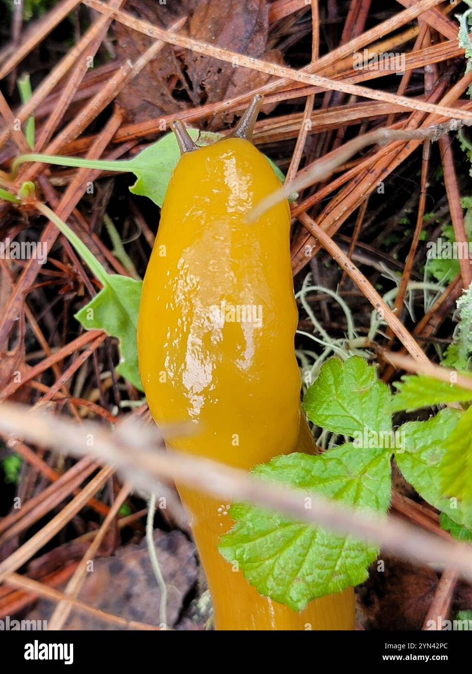 California Banana Slug (Ariolimax californicus Stock Photo - Alamy
