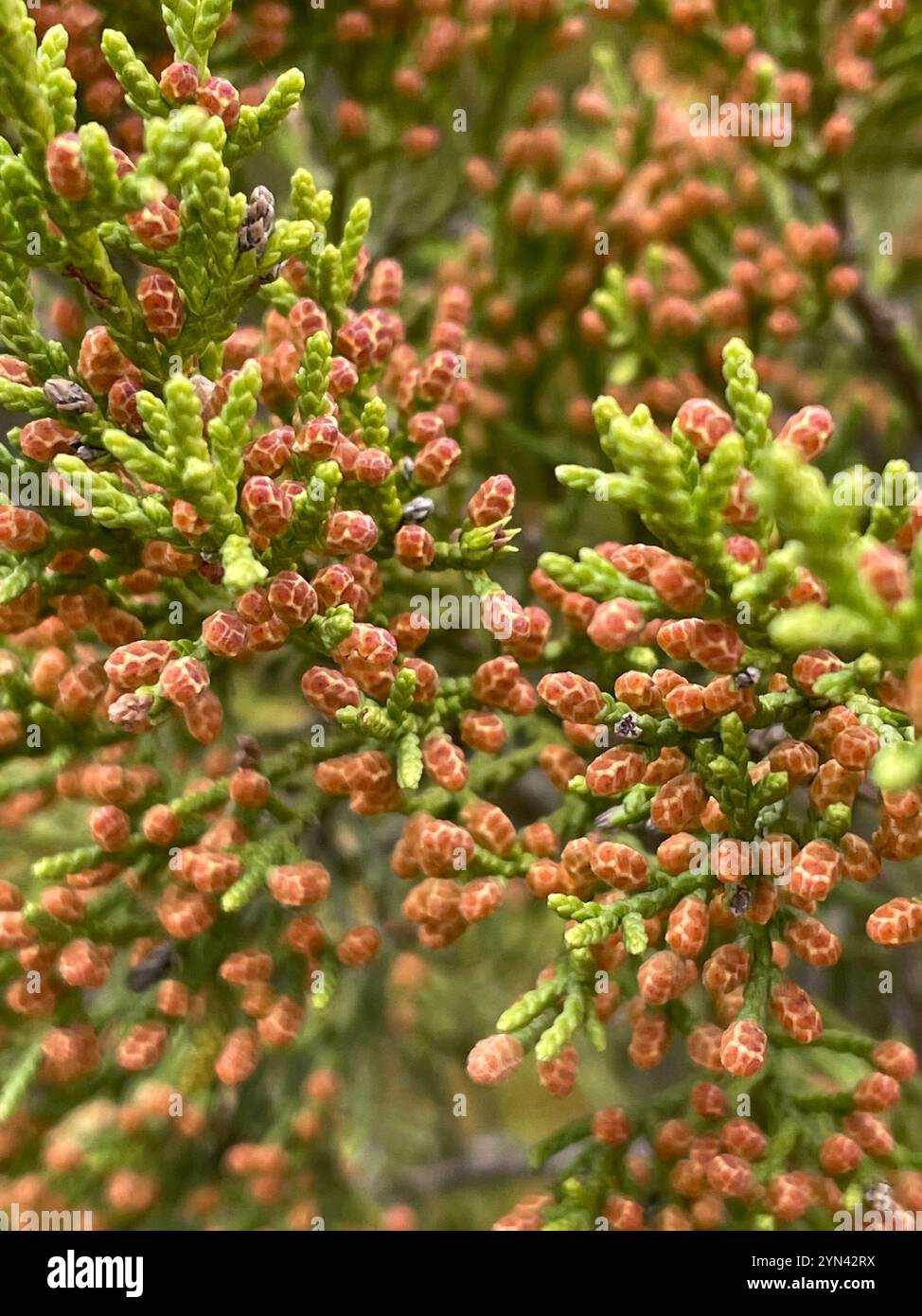 Ashe juniper (Juniperus ashei Stock Photo - Alamy