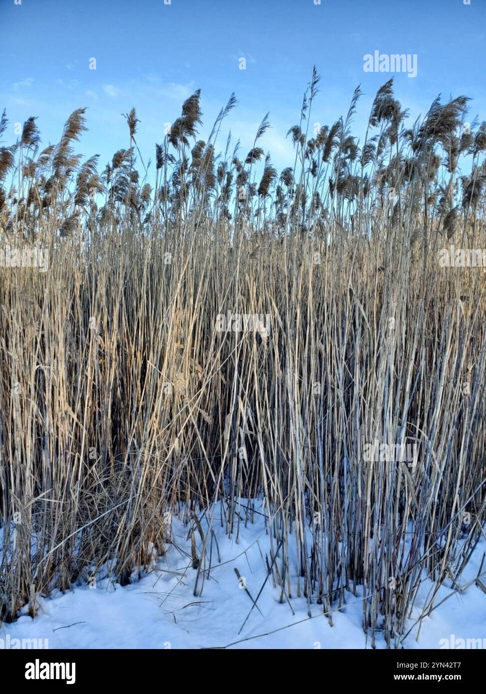 American common reed (Phragmites australis americanus Stock Photo - Alamy