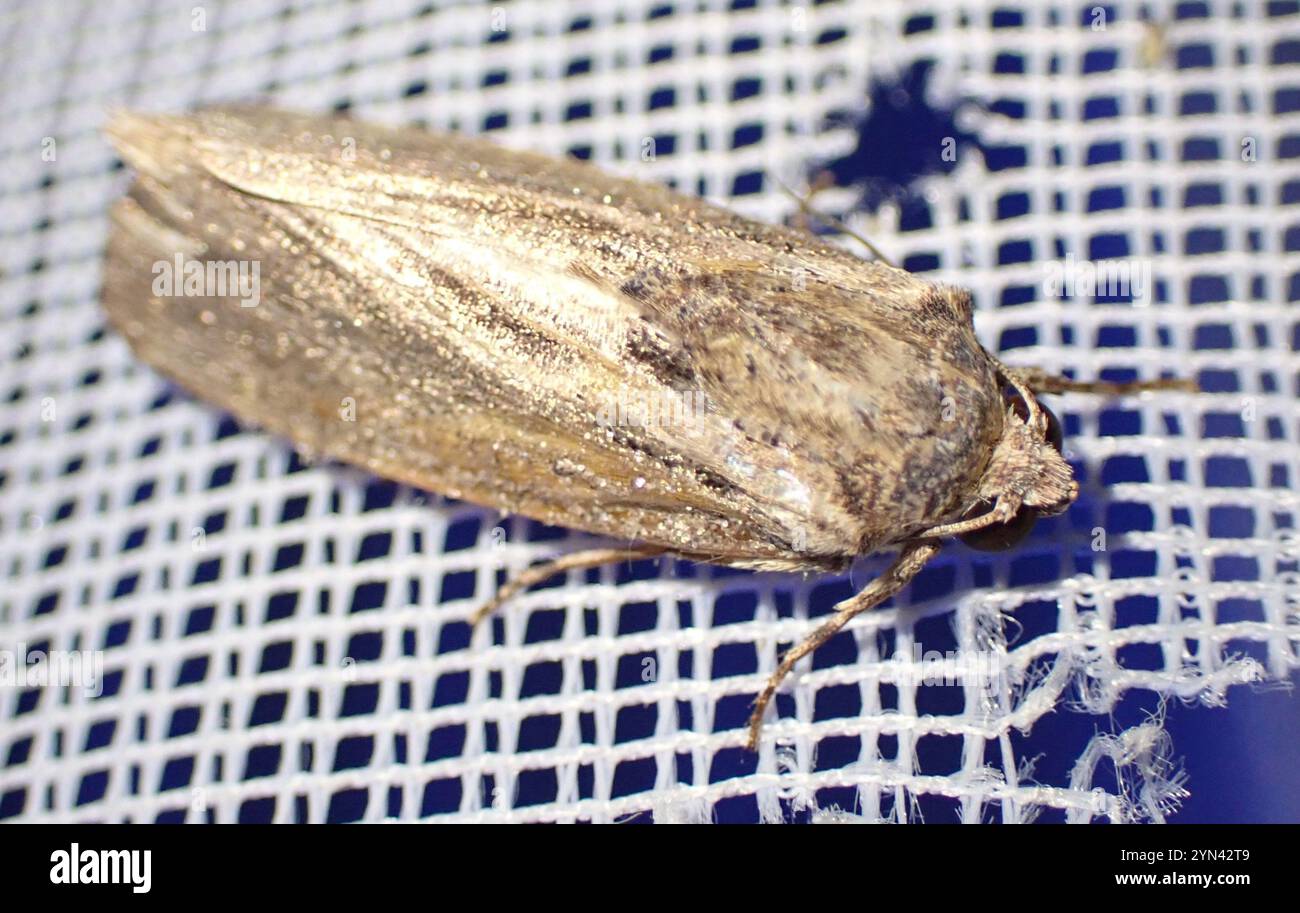 Armyworm Moths (Spodoptera Stock Photo - Alamy