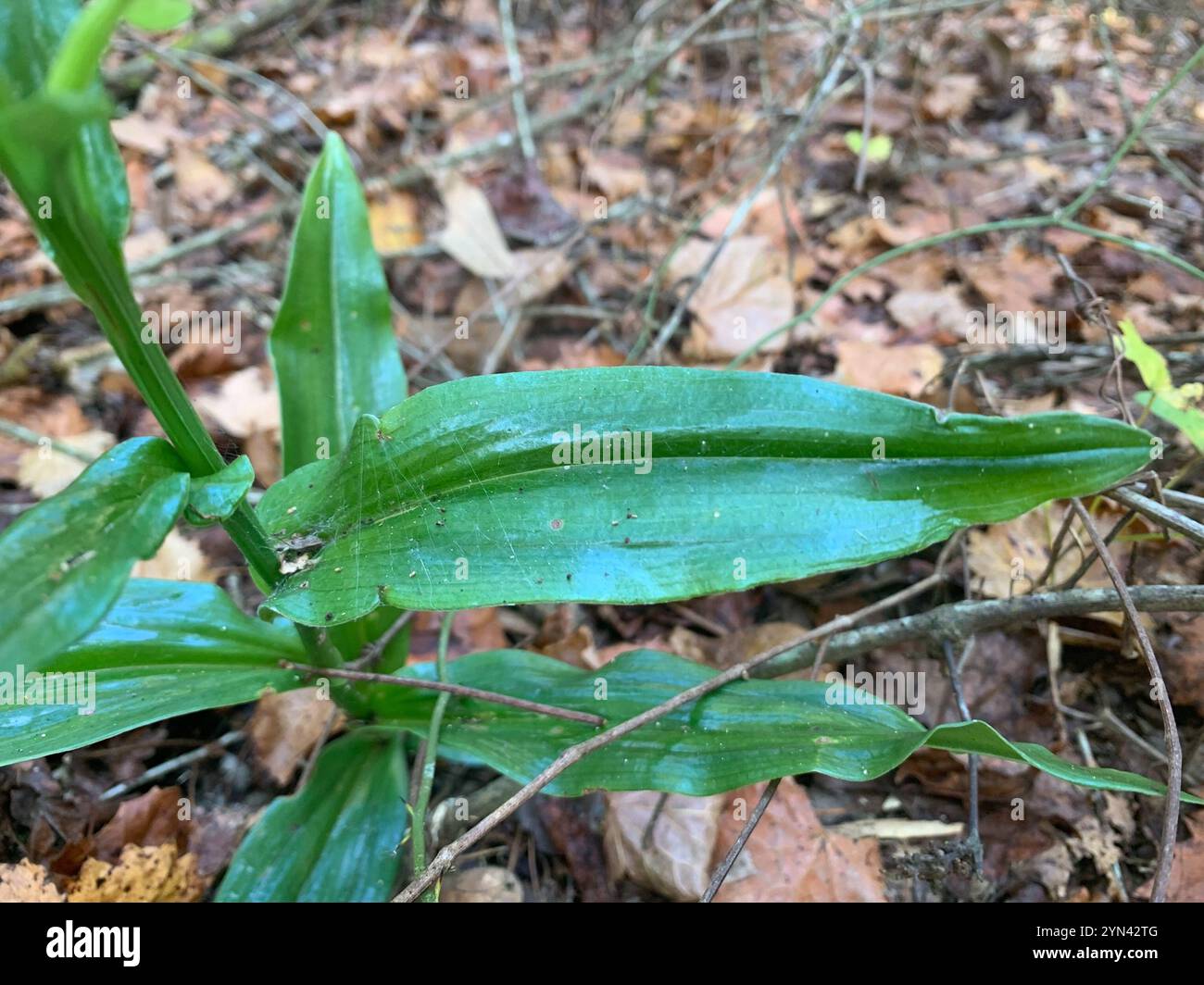 toothpetal false reinorchid (Habenaria floribunda Stock Photo - Alamy