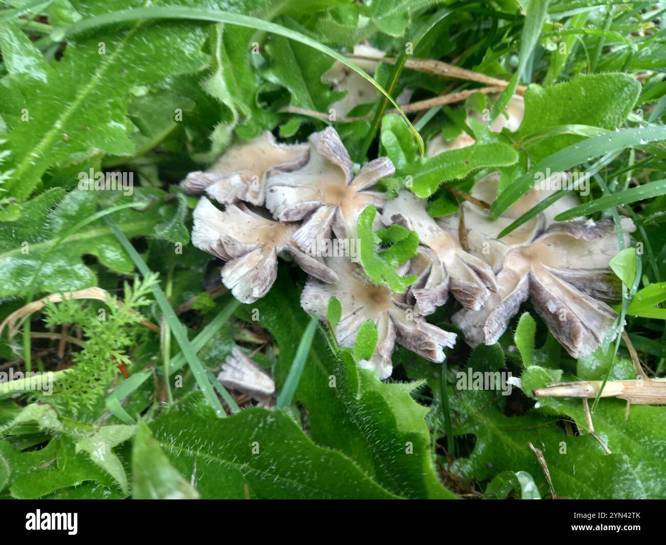 Pale Brittlestem (Candolleomyces candolleanus Stock Photo - Alamy