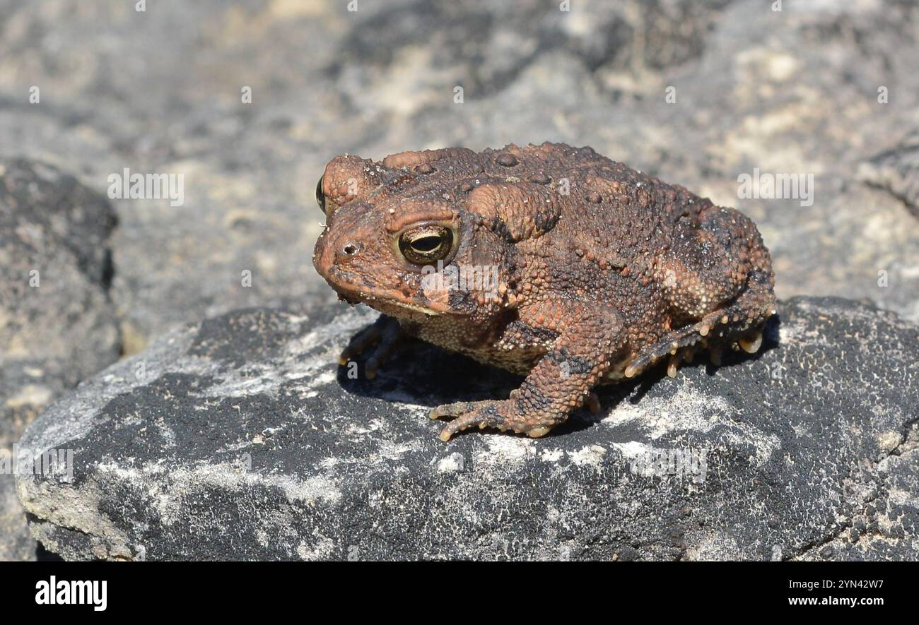 American Toad (Anaxyrus americanus Stock Photo - Alamy