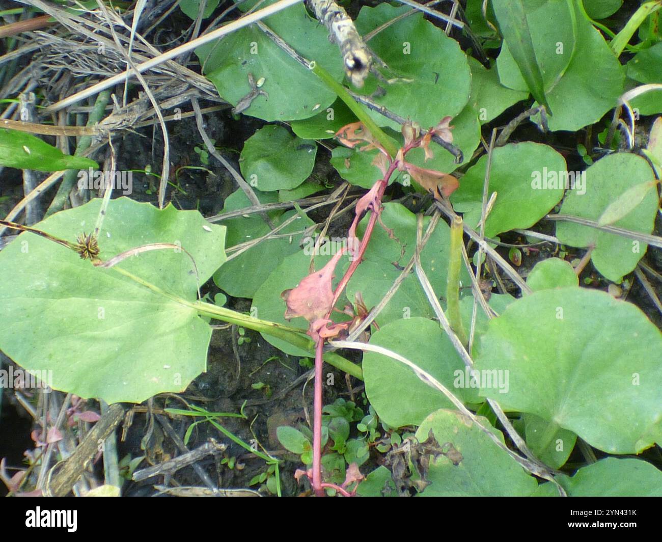 American Coinwort (Centella erecta Stock Photo - Alamy