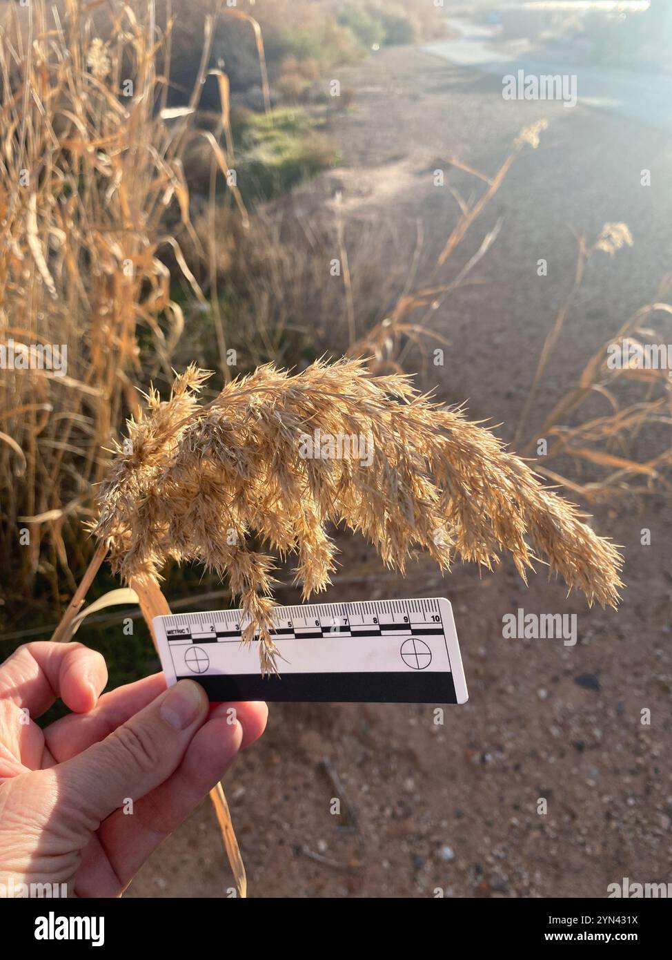 European reed (Phragmites australis australis Stock Photo - Alamy