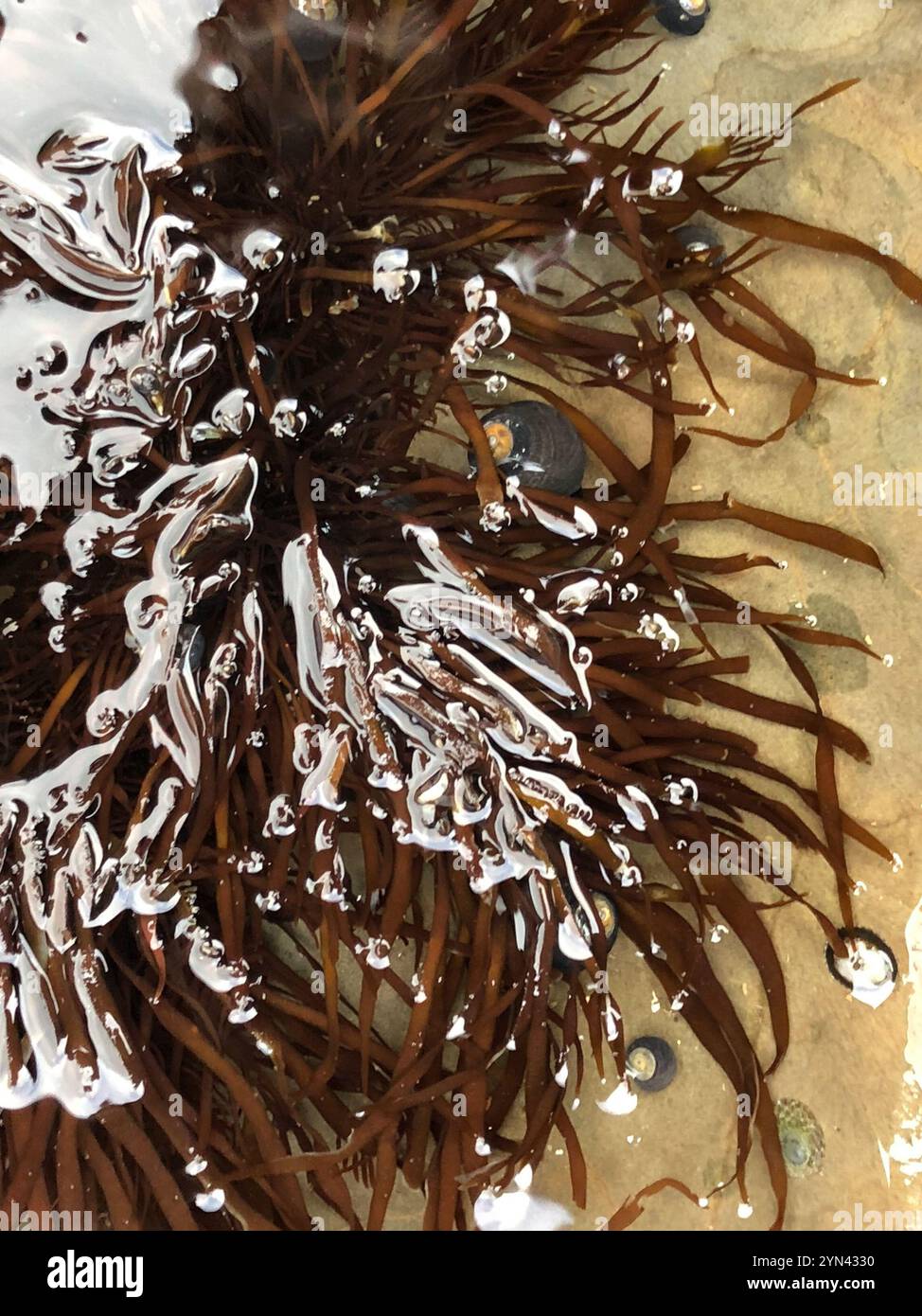 Bleach Weed (Prionitis sternbergii Stock Photo - Alamy