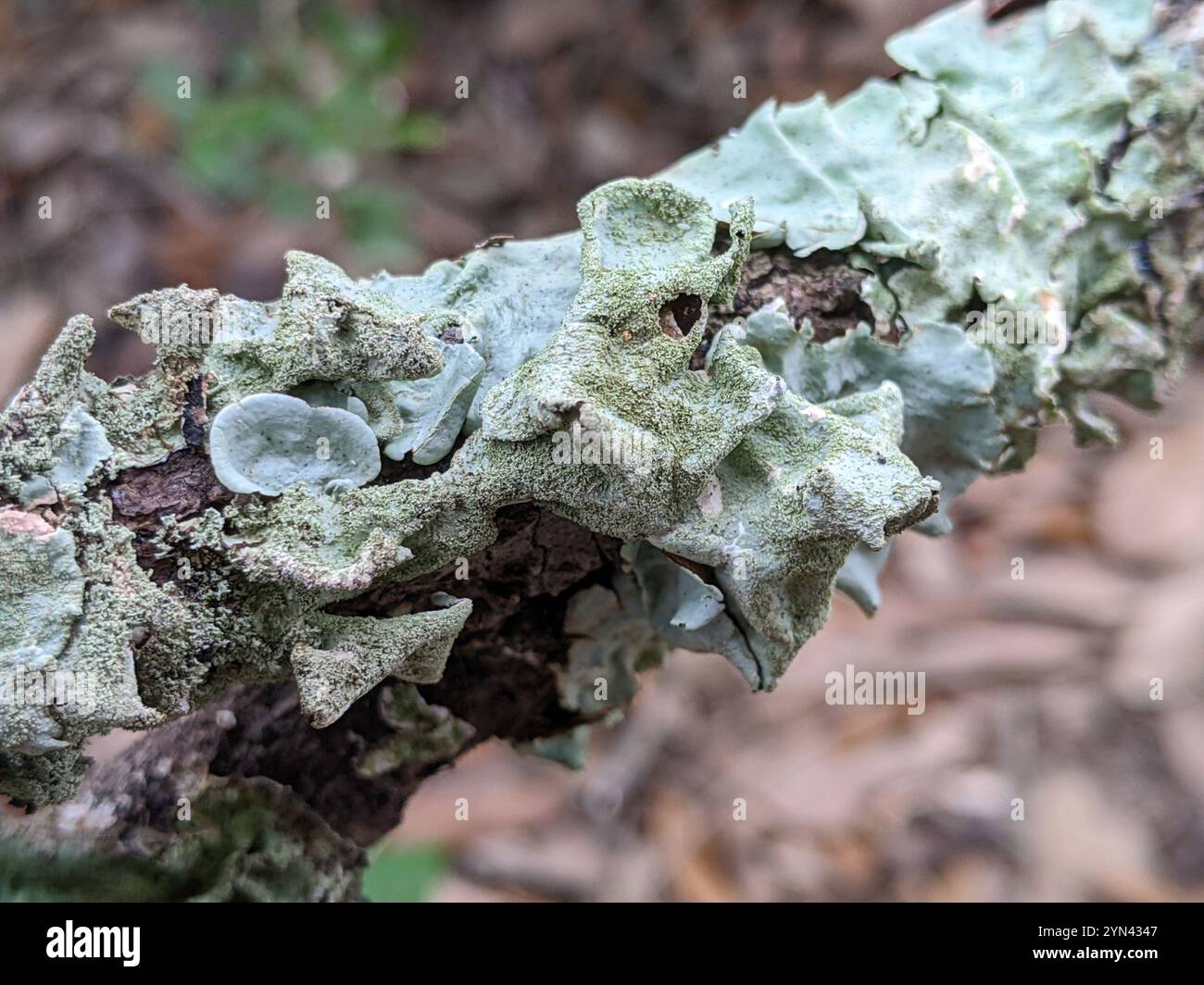 Ruffle Lichens (Parmotrema Stock Photo - Alamy
