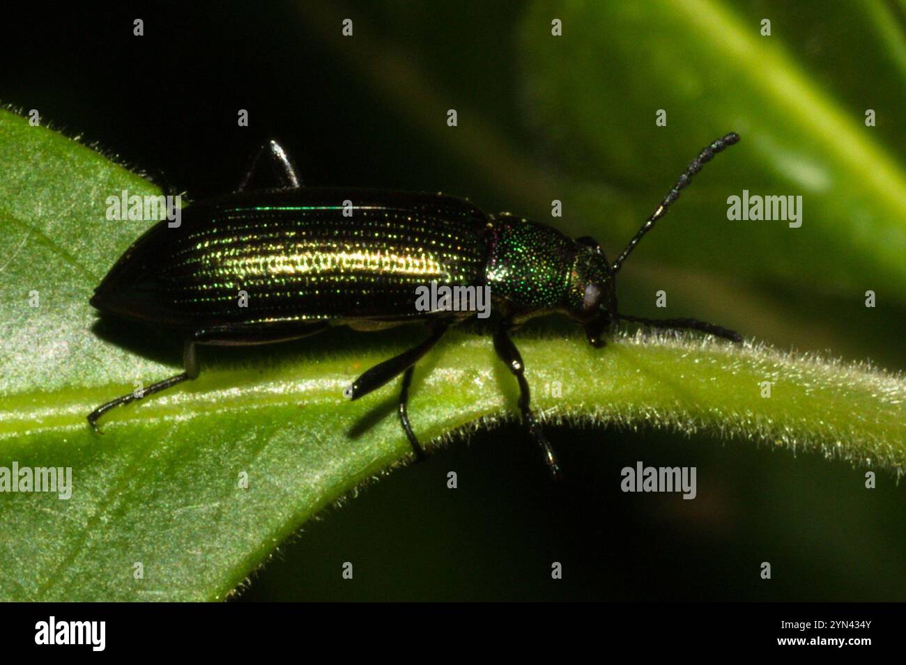 Strongylium hi-res stock photography and images - Alamy