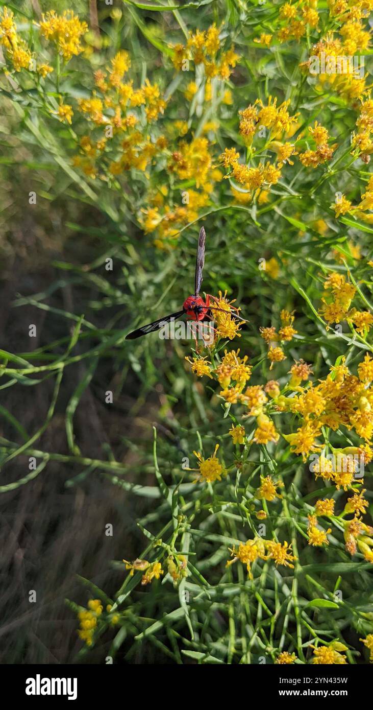 Scarlet-bodied Wasp Moth (Cosmosoma myrodora Stock Photo - Alamy