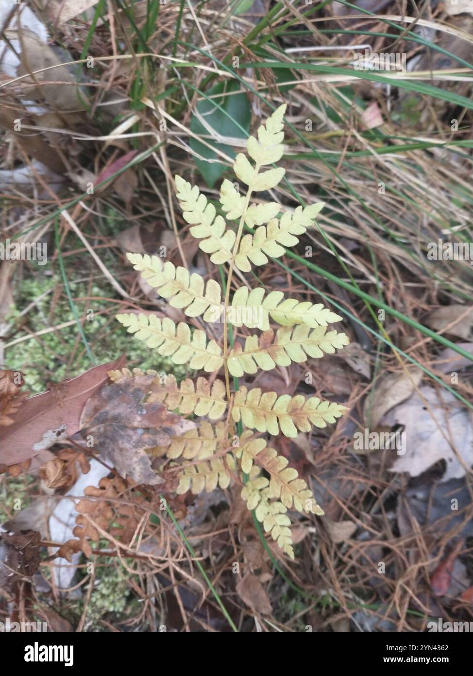 cinnamon fern (Osmundastrum cinnamomeum Stock Photo - Alamy