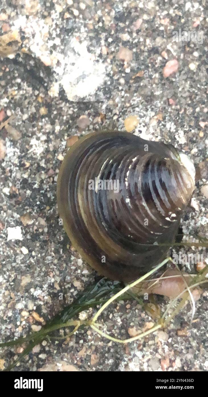 Asian Clam (Corbicula fluminea Stock Photo - Alamy