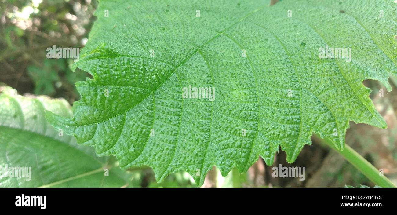 Scratchbush (Urera baccifera Stock Photo - Alamy