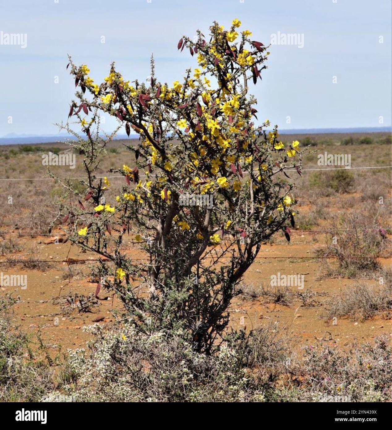 Karoo Gold (Rhigozum obovatum Stock Photo - Alamy