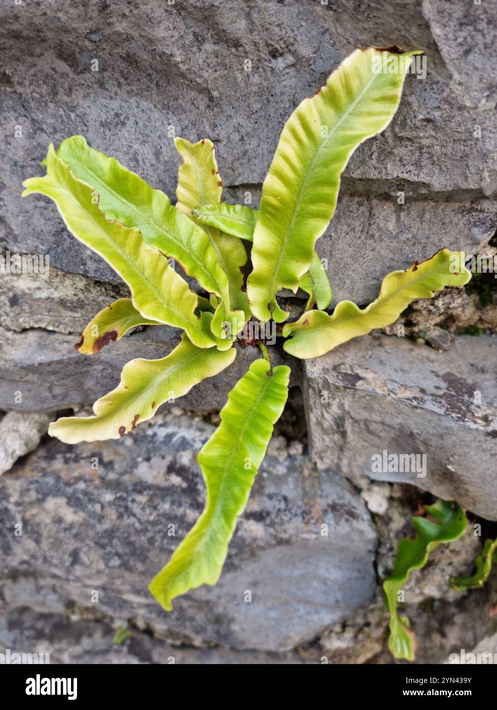 Hart's-tongue fern (Asplenium scolopendrium Stock Photo - Alamy