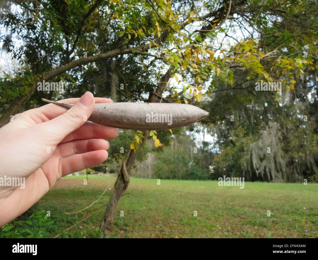 bignonia family (Bignoniaceae Stock Photo - Alamy
