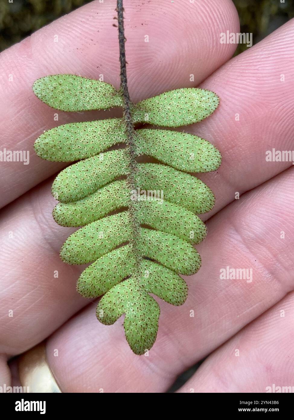resurrection fern (Pleopeltis michauxiana Stock Photo - Alamy
