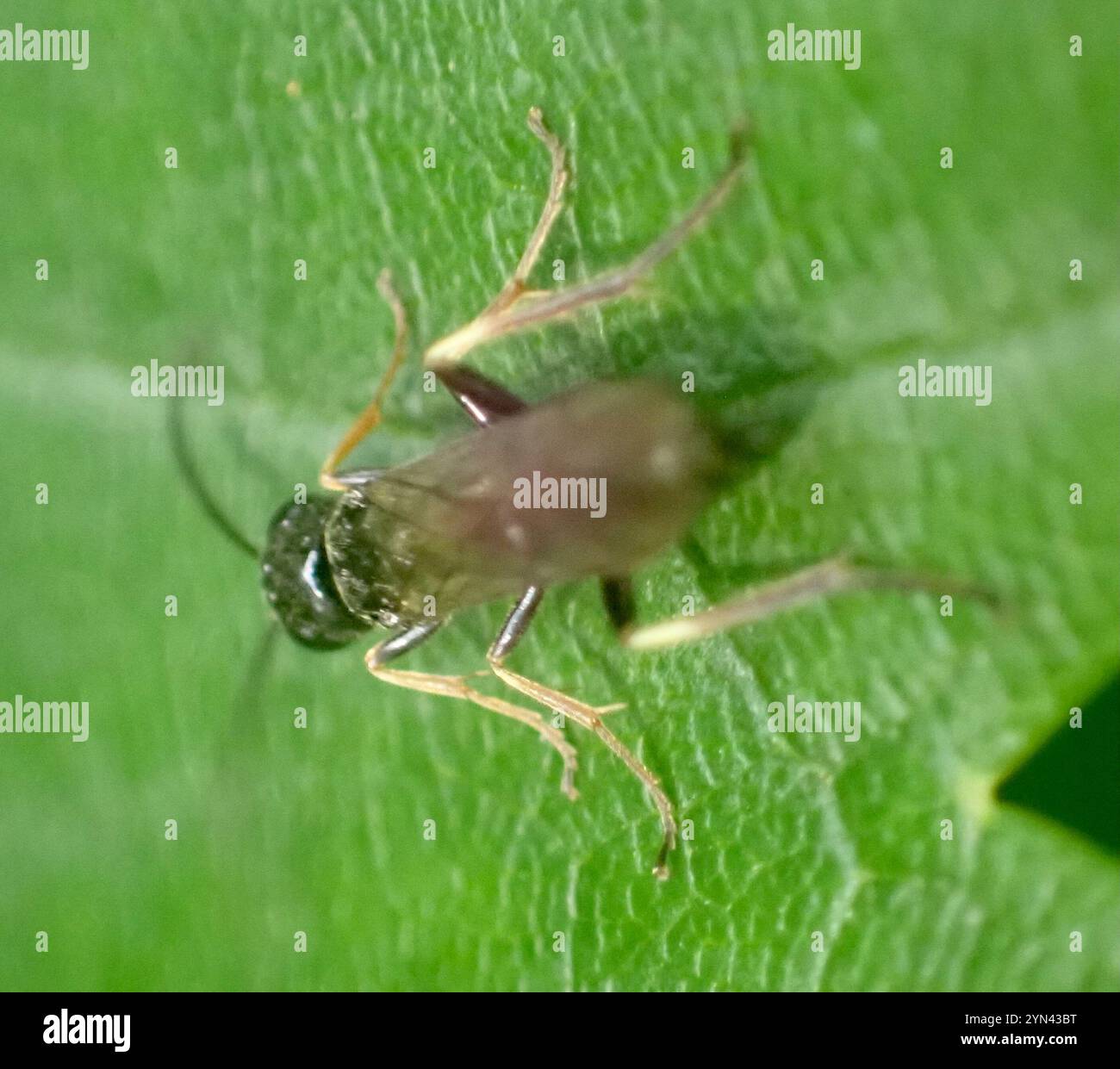 Stem Sawflies (Cephidae Stock Photo - Alamy