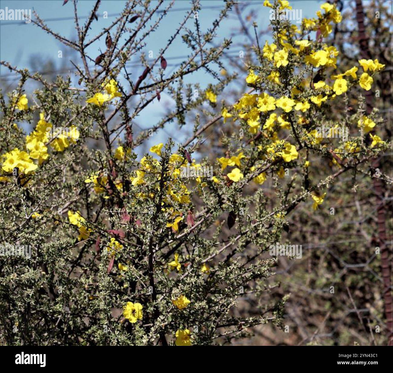 Karoo rhigozum hi-res stock photography and images - Alamy
