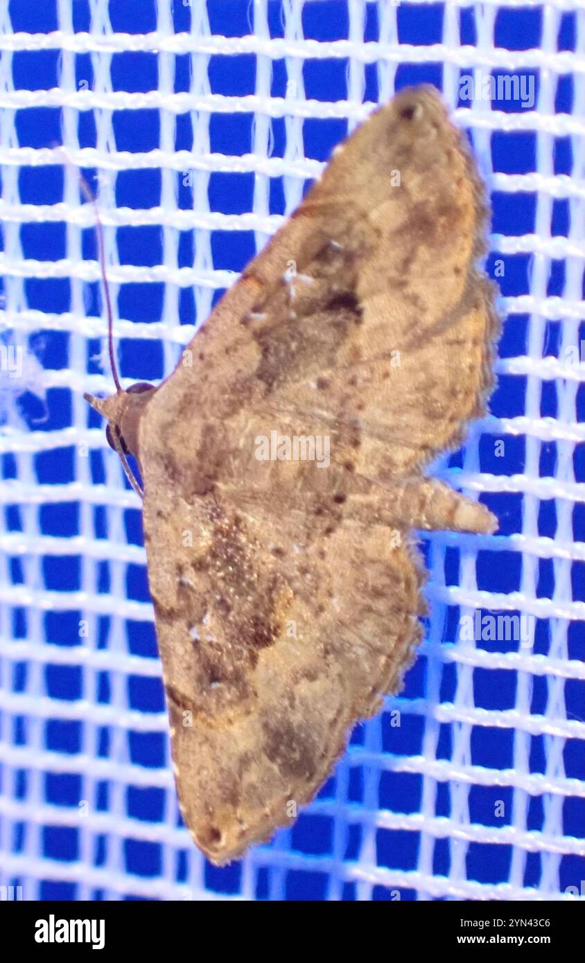 Owlet Moths and Allies (Noctuoidea Stock Photo - Alamy