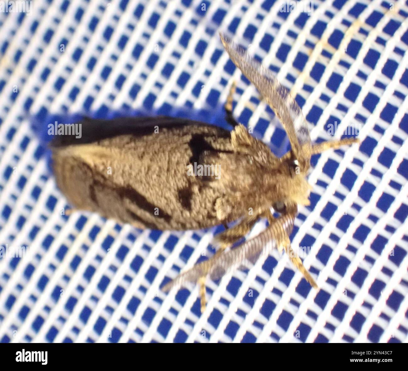 Old World Spiny-winged Moths (Eriocottidae Stock Photo - Alamy