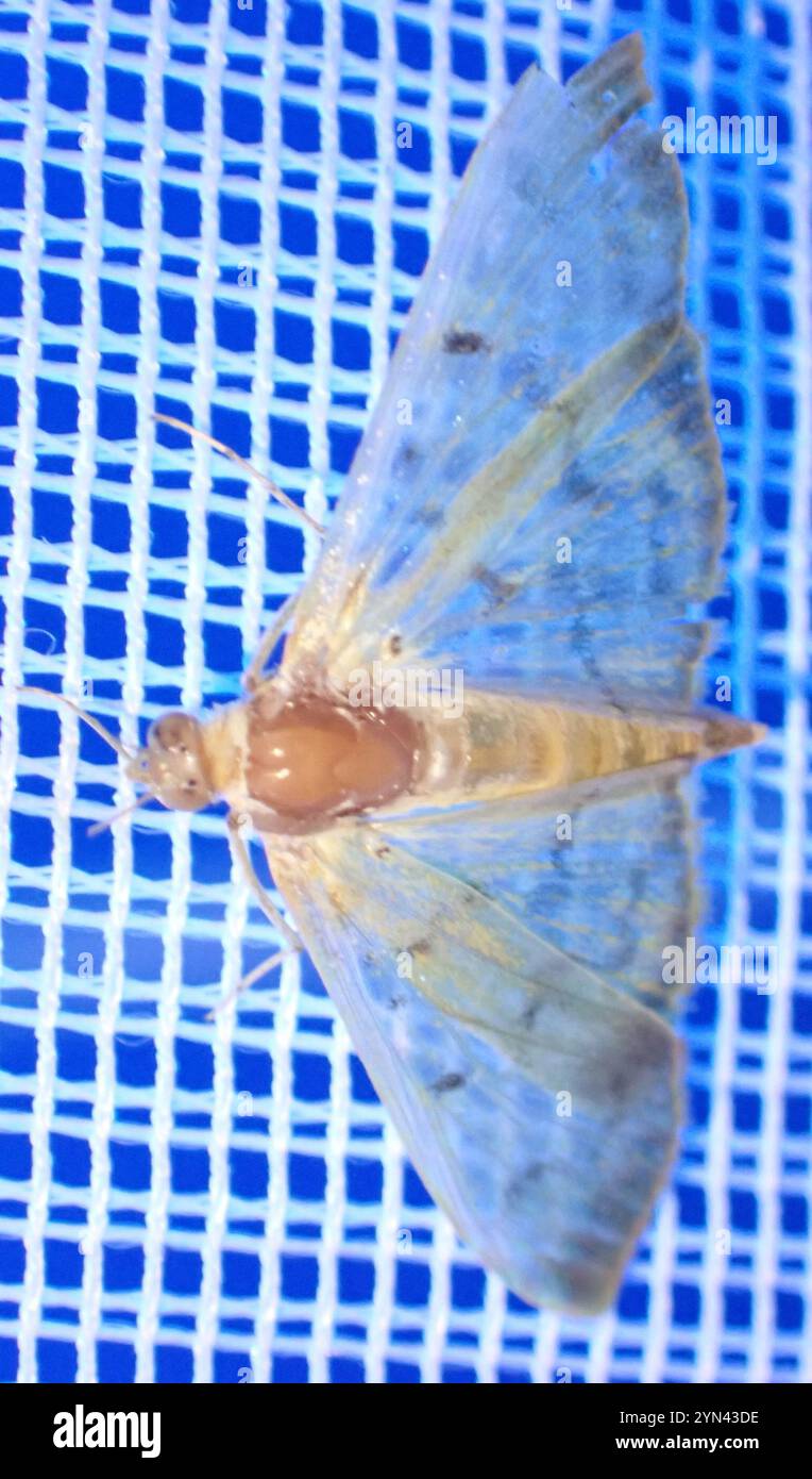 Pearl Moths (Spilomelinae Stock Photo - Alamy