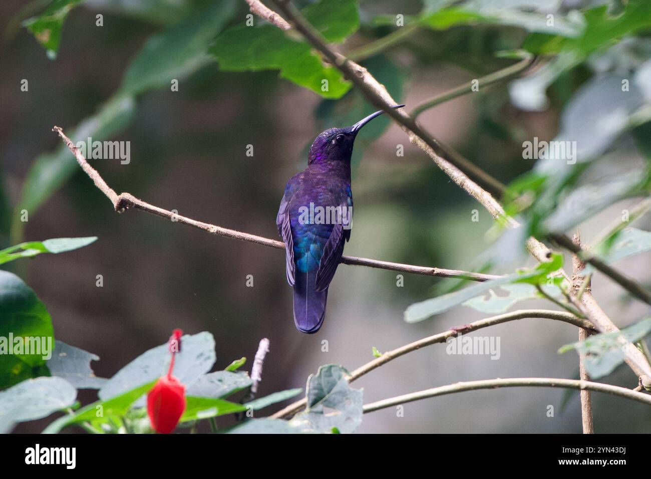 Violet Sabrewing (Campylopterus hemileucurus Stock Photo - Alamy