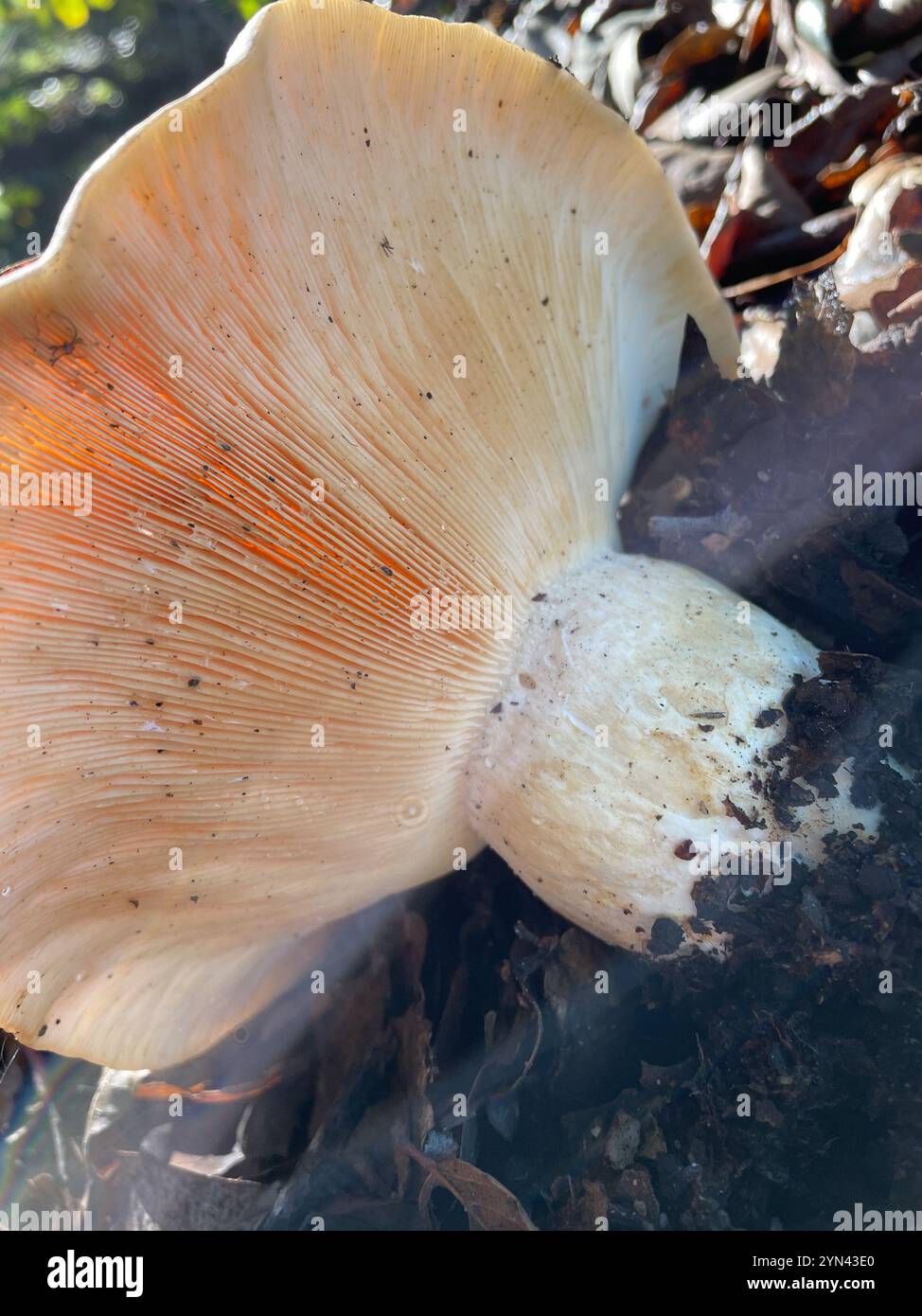 golden milkcap (Lactarius alnicola Stock Photo - Alamy