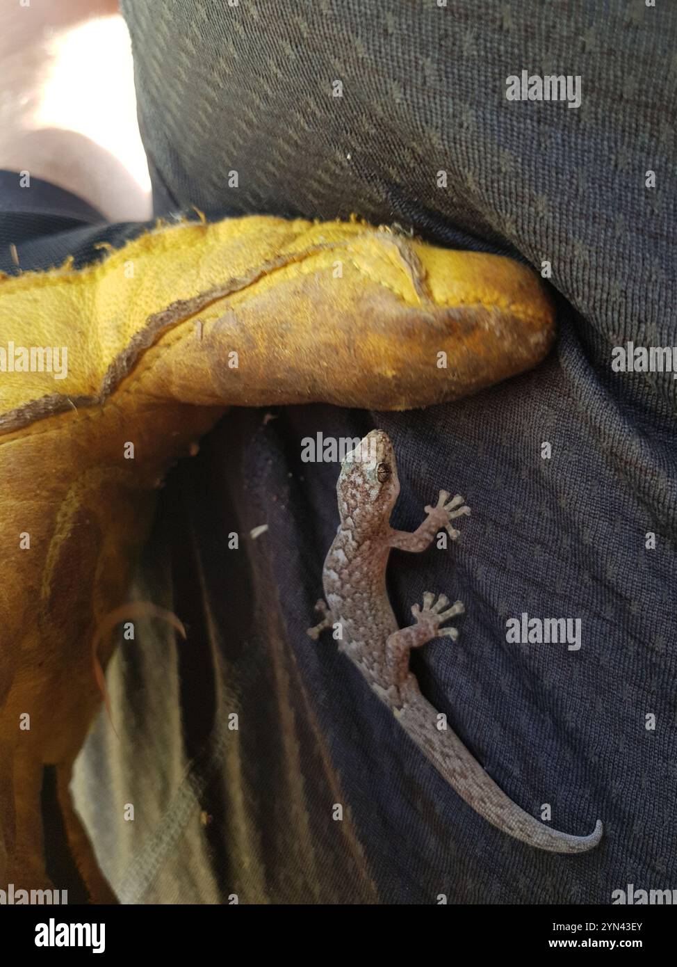 Southern Marbled Gecko (Christinus marmoratus Stock Photo - Alamy
