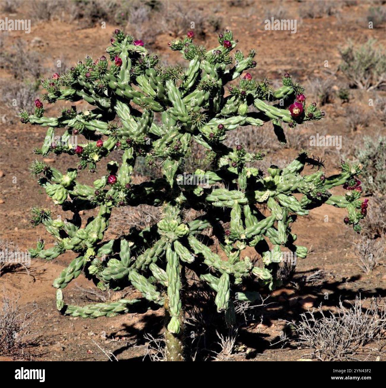 tree cholla (Cylindropuntia imbricata Stock Photo - Alamy