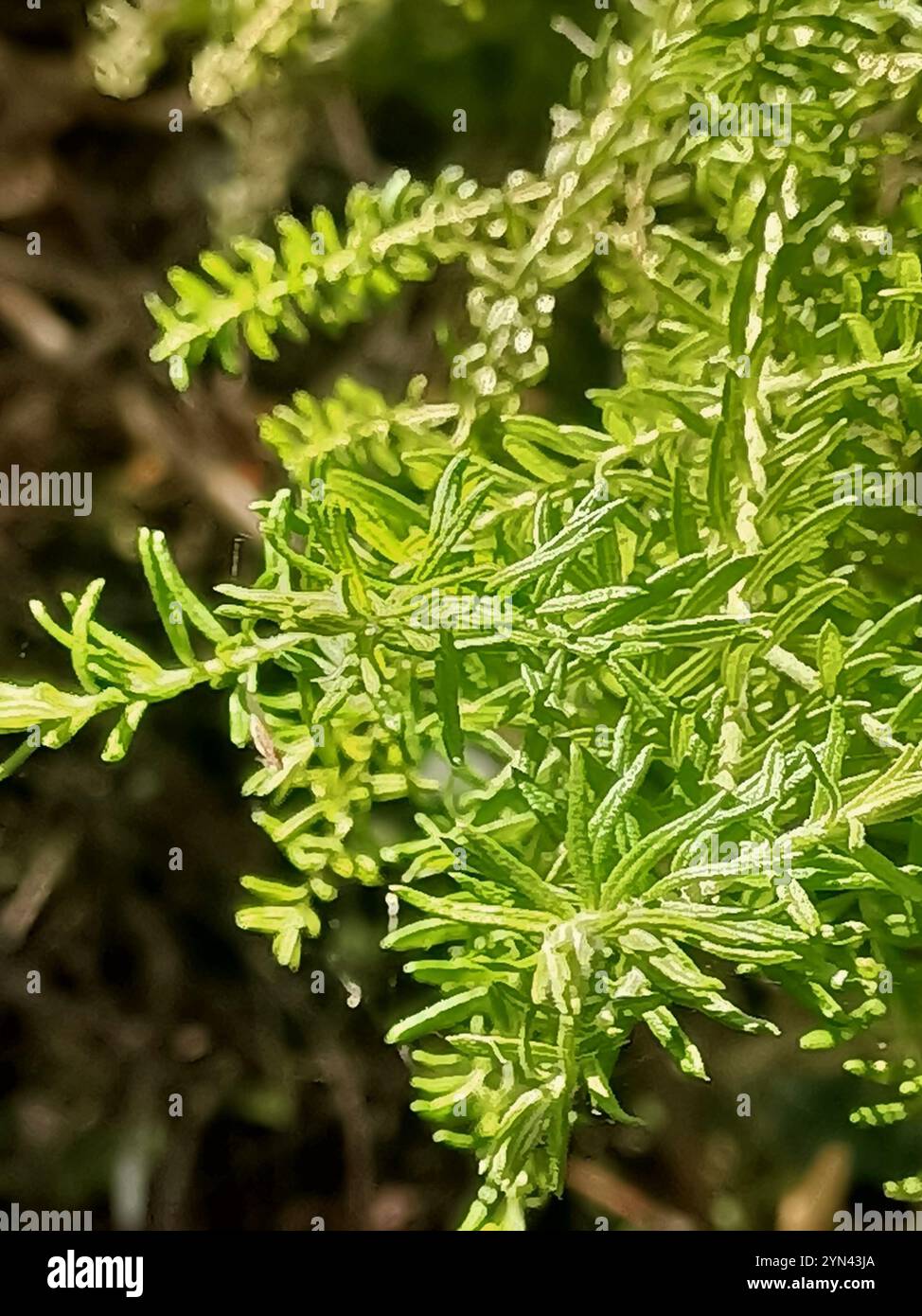 Sago Flower (Ozothamnus diosmifolius Stock Photo - Alamy