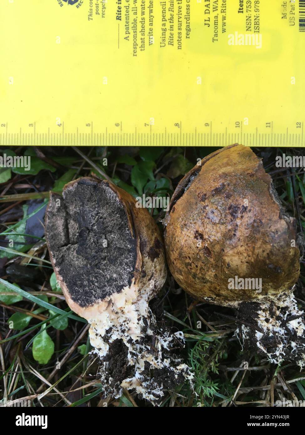 common earthball (Scleroderma citrinum Stock Photo - Alamy