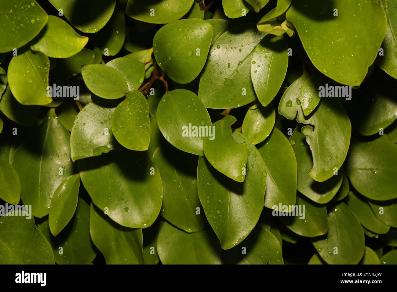 New Zealand Broadleaf (Griselinia littoralis Stock Photo - Alamy
