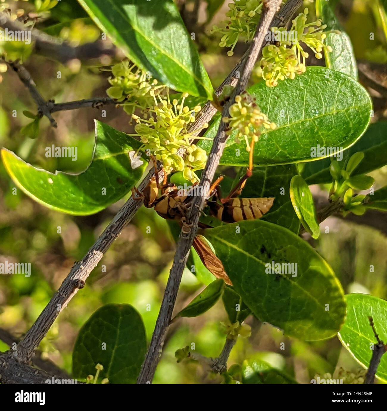 Horse's Paper Wasp (Polistes major Stock Photo - Alamy