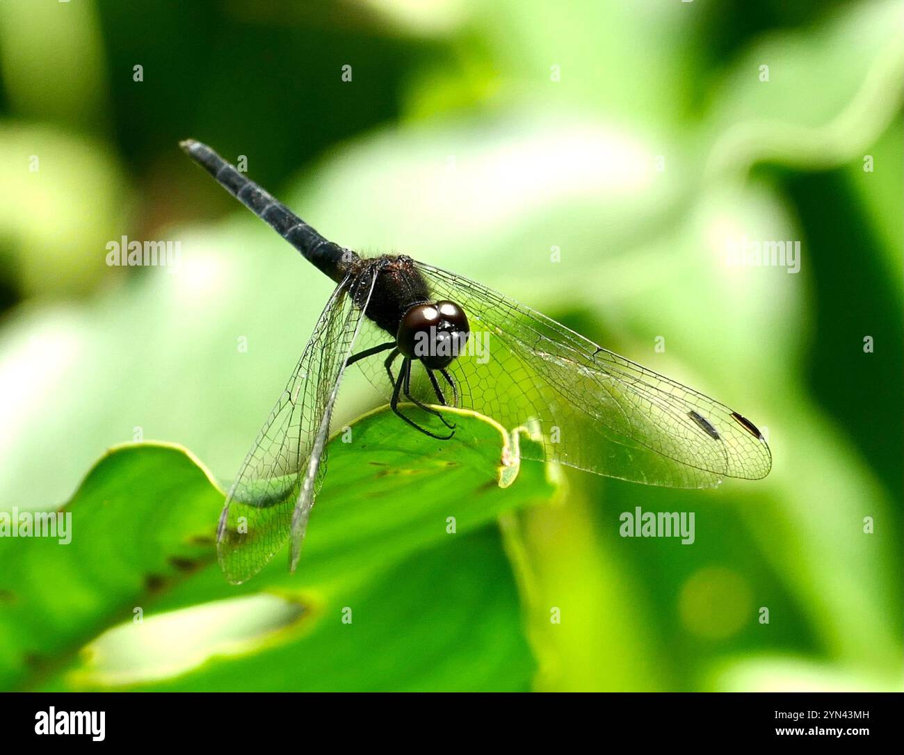 Black Dropwing (Trithemis dichroa Stock Photo - Alamy