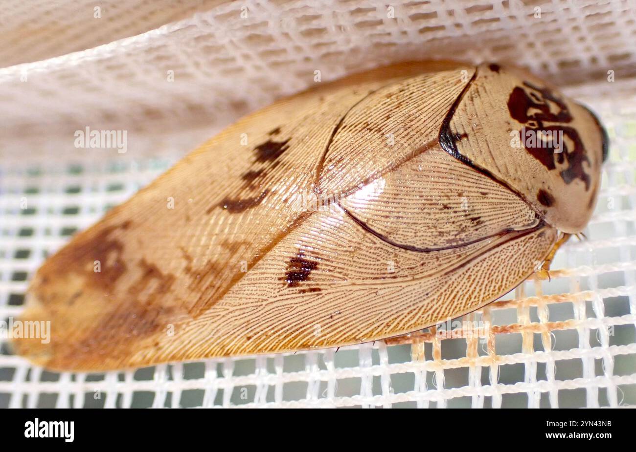 Porcelain Roaches (Gyna Stock Photo - Alamy