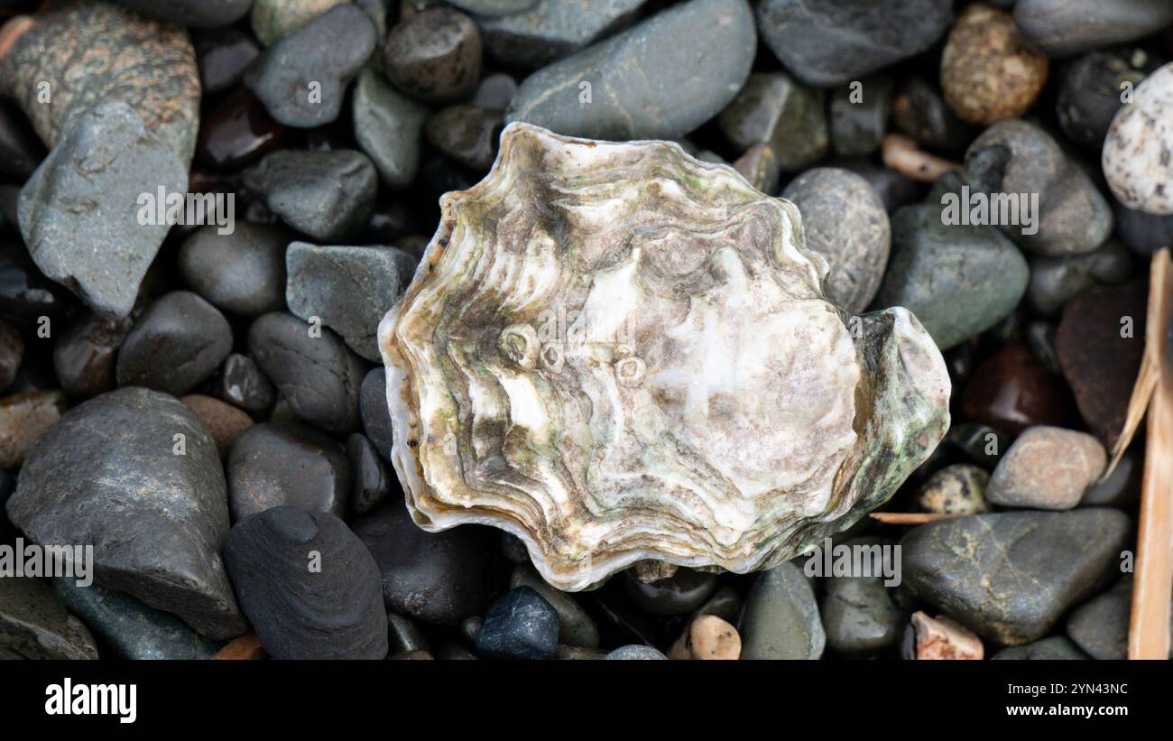 Pacific Oyster (Magallana gigas Stock Photo - Alamy