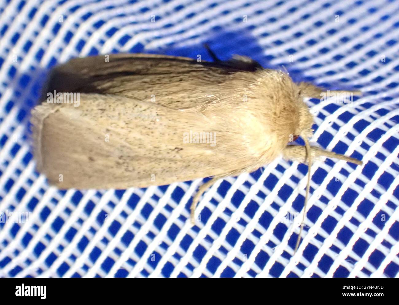 Cutworm Moths and Allies (Noctuidae Stock Photo - Alamy