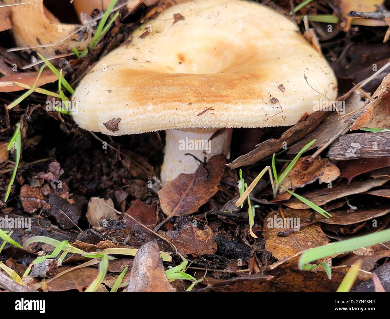 golden milkcap (Lactarius alnicola Stock Photo - Alamy