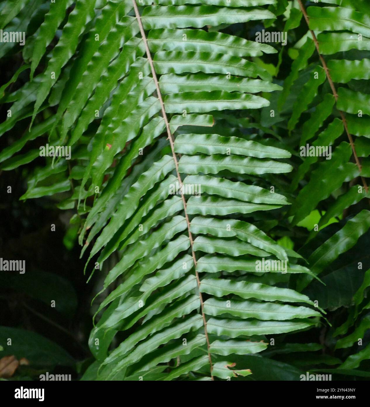Broad Sword Fern (Nephrolepis biserrata Stock Photo - Alamy