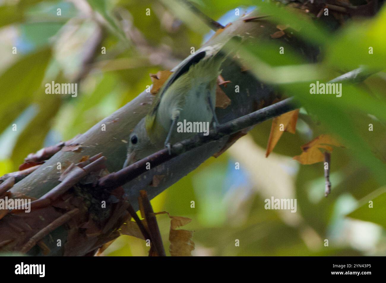 Greenlet hi-res stock photography and images - Alamy