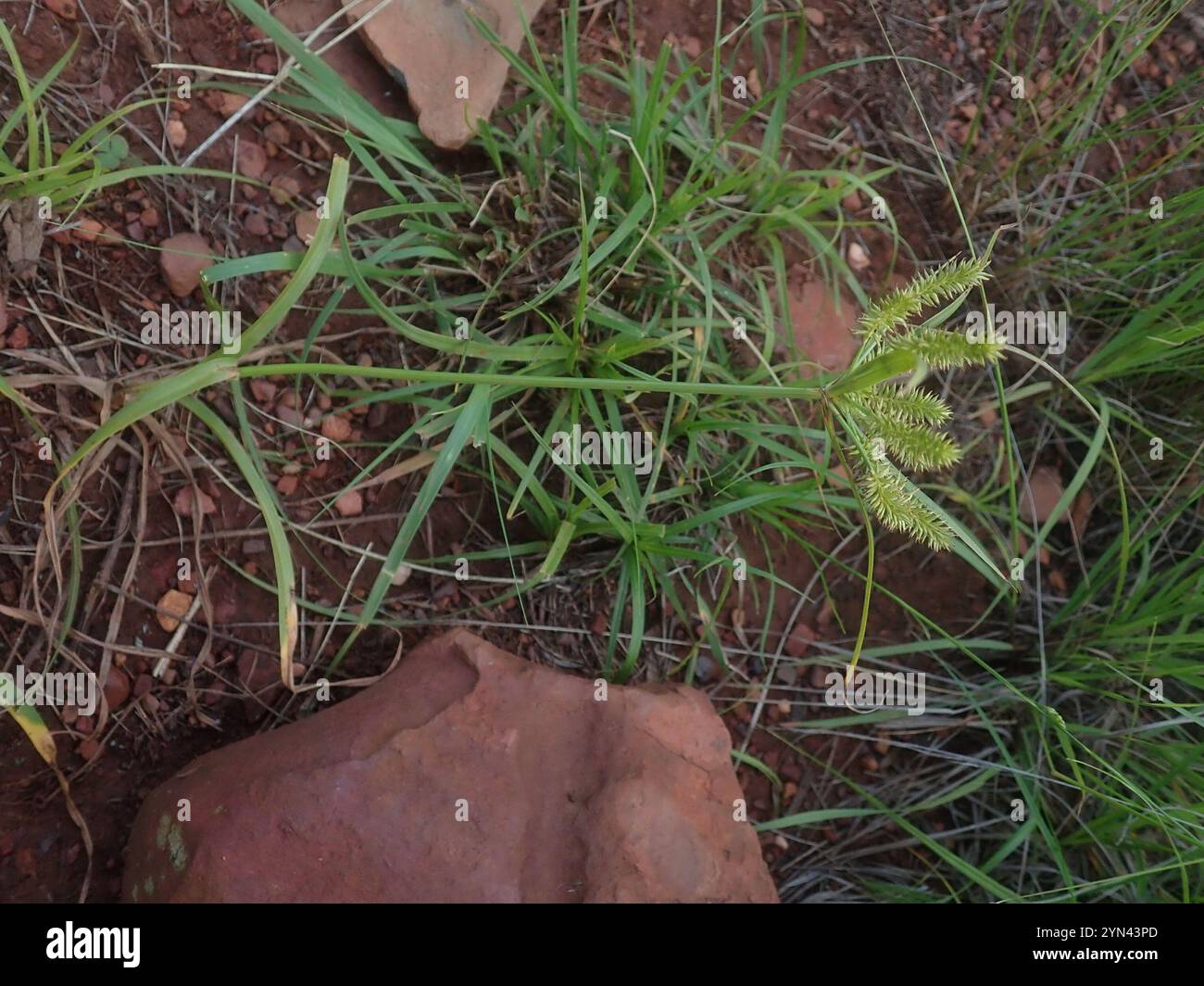 Pacific island flatsedge (Cyperus cyperoides Stock Photo - Alamy