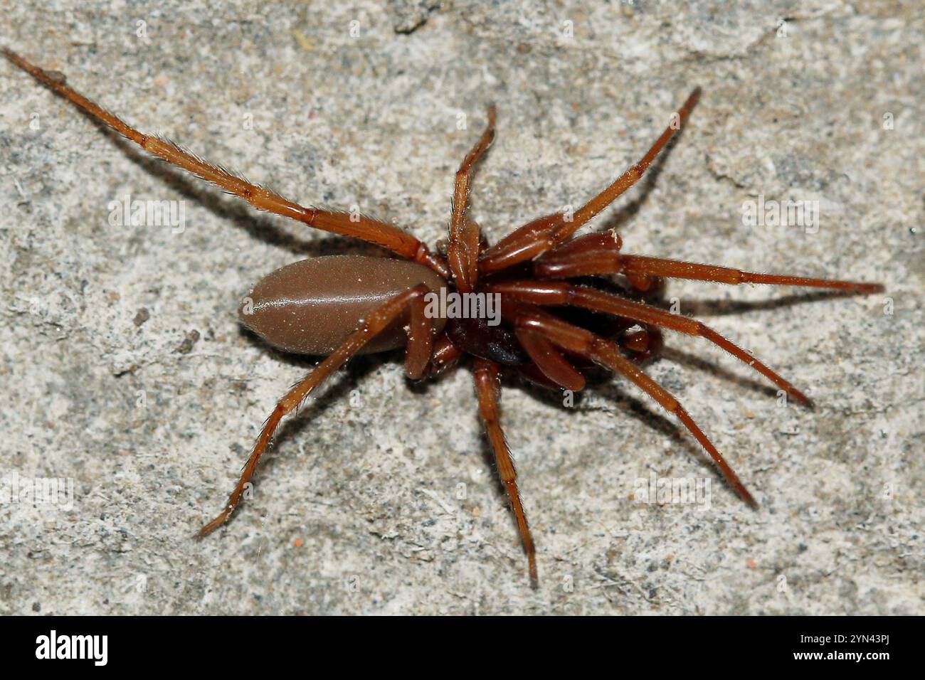 Woodlouse Hunter Spiders (Dysderidae Stock Photo - Alamy
