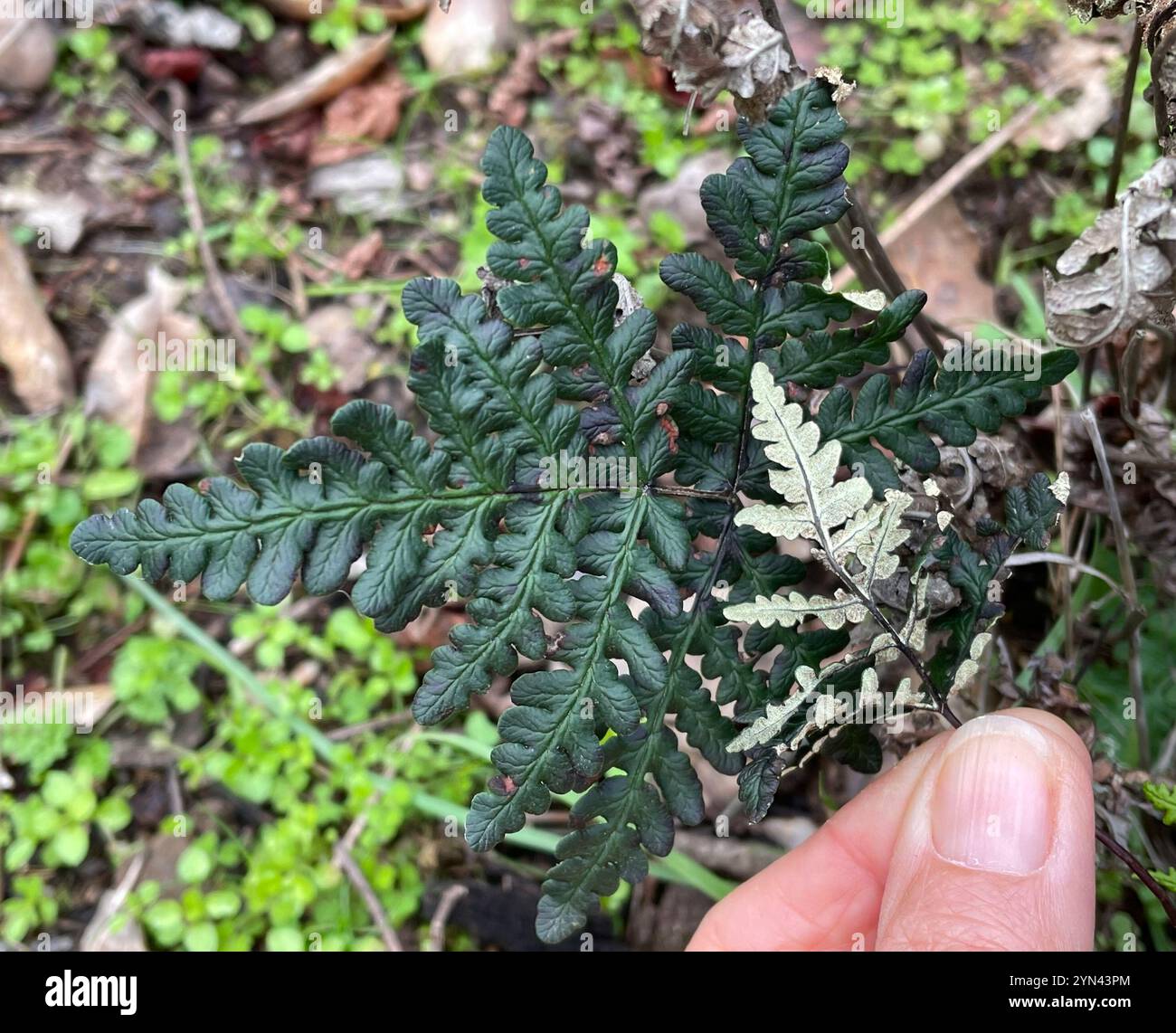 goldback fern (Pentagramma triangularis Stock Photo - Alamy