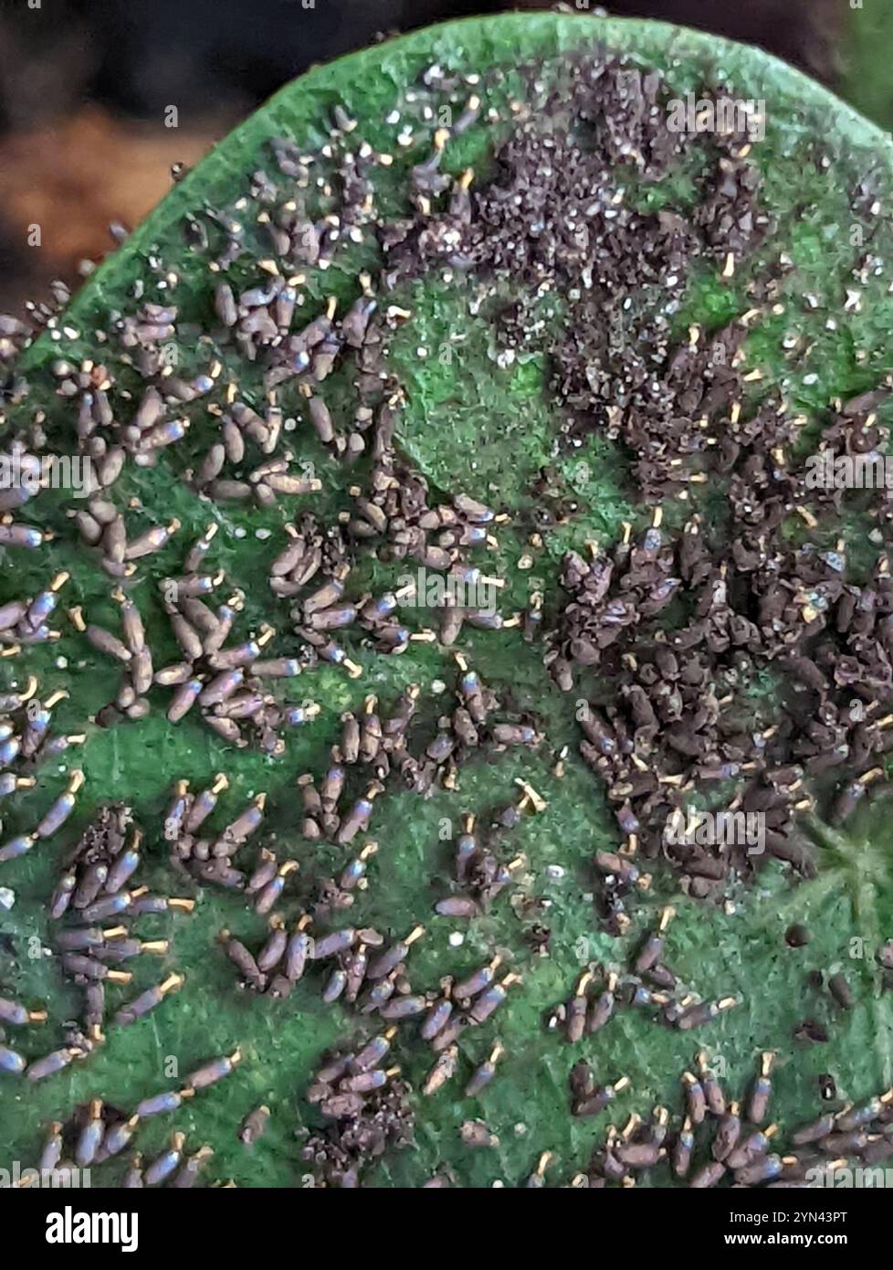 White-footed Slime (Diachea leucopodia Stock Photo - Alamy