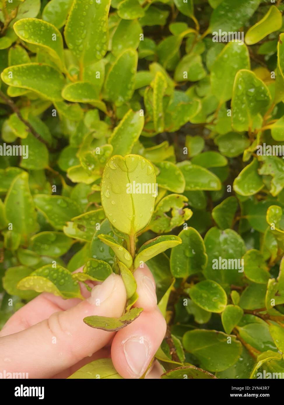 New zealand broadleaf hi-res stock photography and images - Alamy