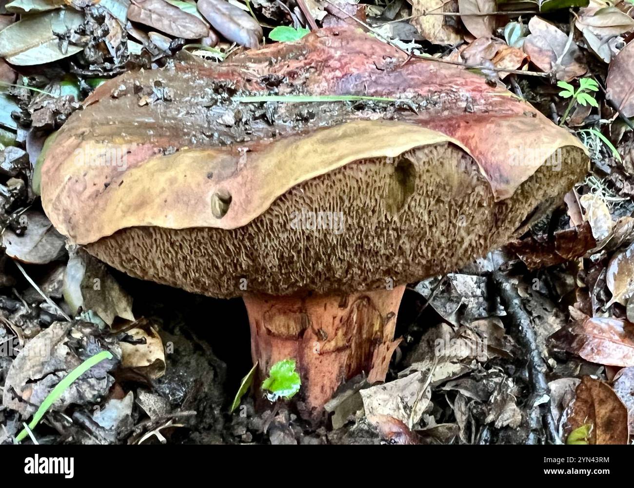 Liver bolete hi-res stock photography and images - Alamy
