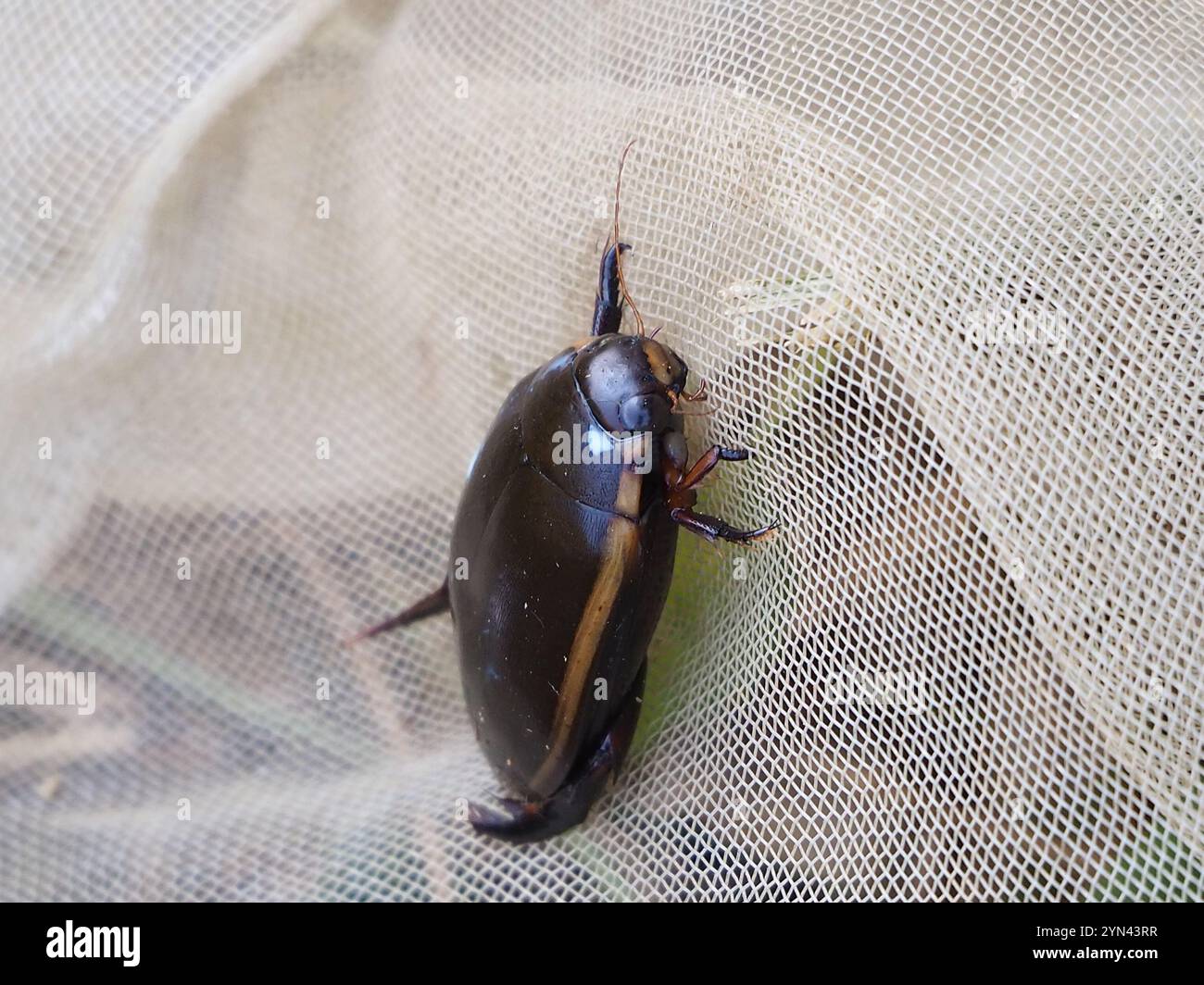 Three-punctured Diving Beetle (Cybister tripunctatus Stock Photo - Alamy