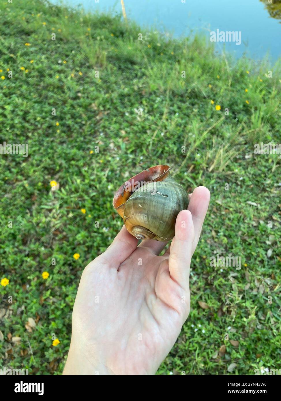 Common Apple Snails (Pomacea Stock Photo - Alamy