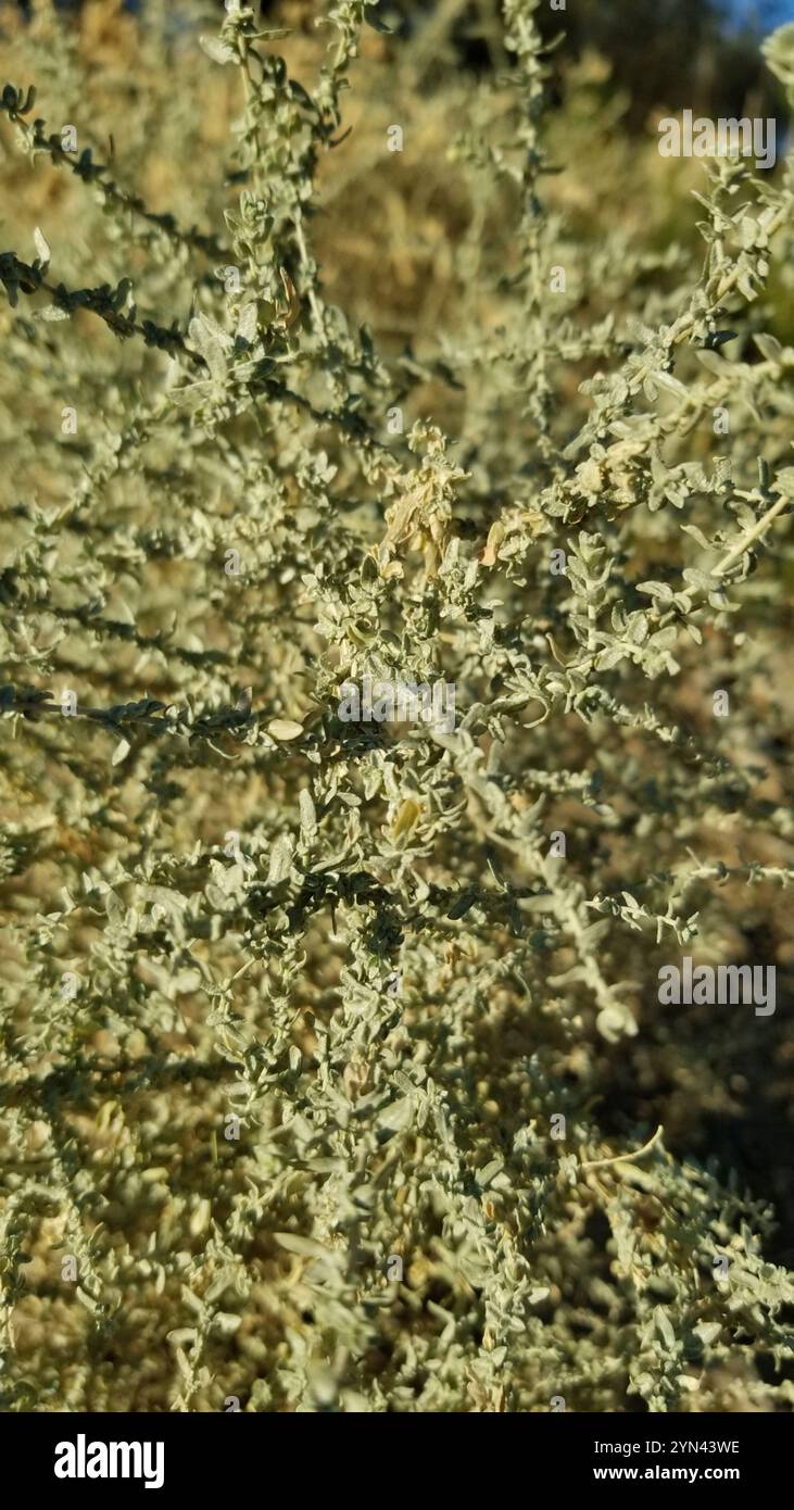 Saltbush cattle hi-res stock photography and images - Alamy